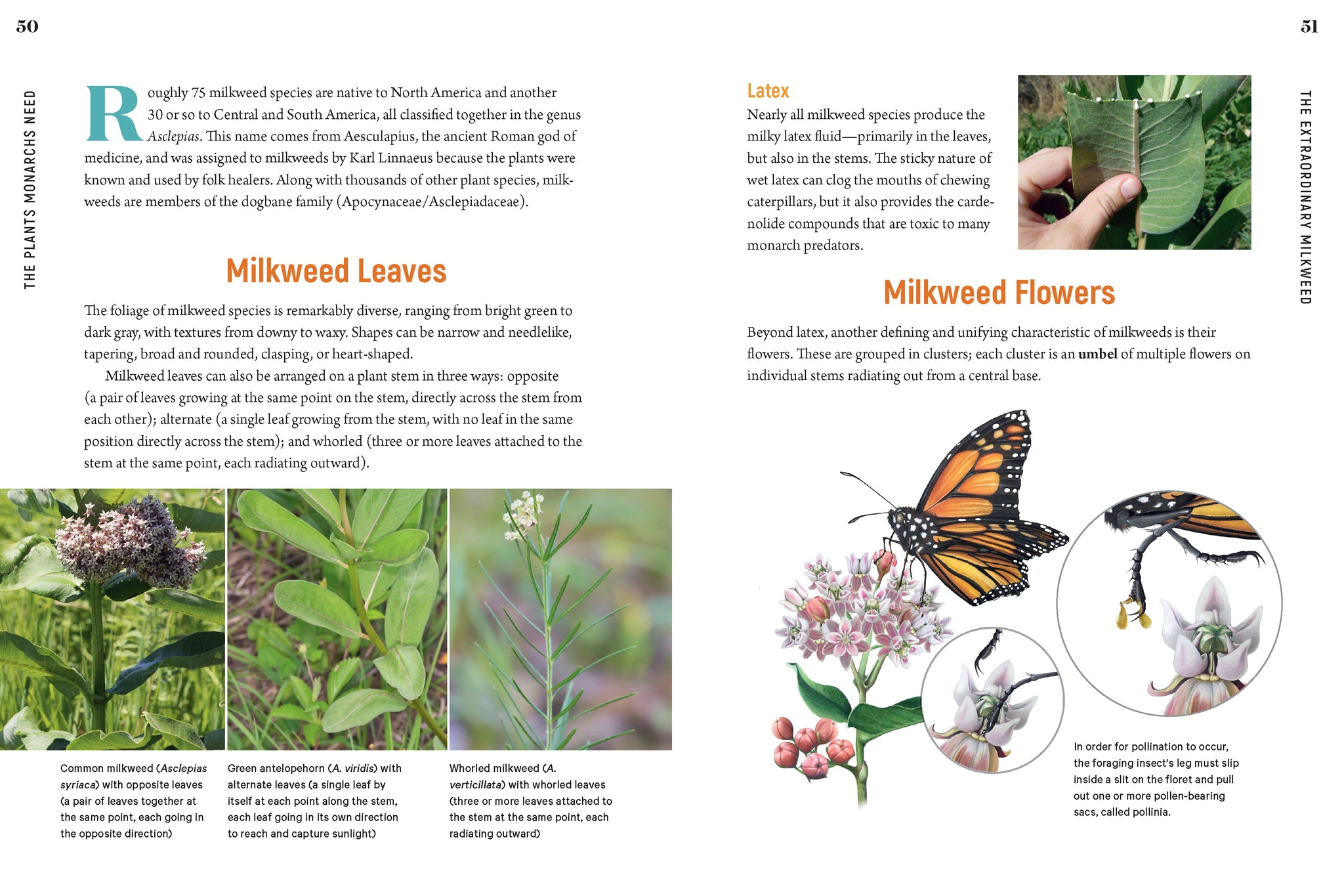 100 Plants to Feed the Monarch Donation – Xerces Gift Center