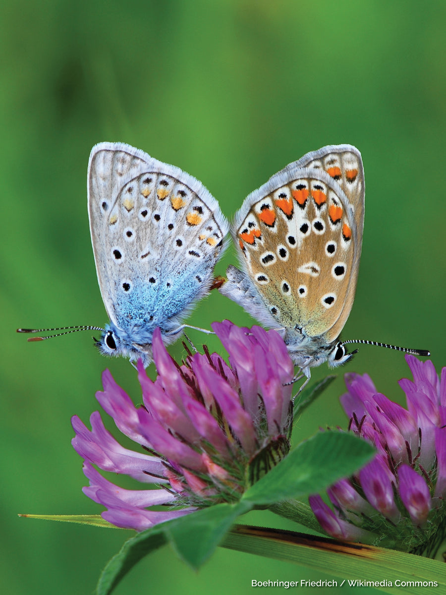 Xerces Society Gift Membership – Xerces Gift Center