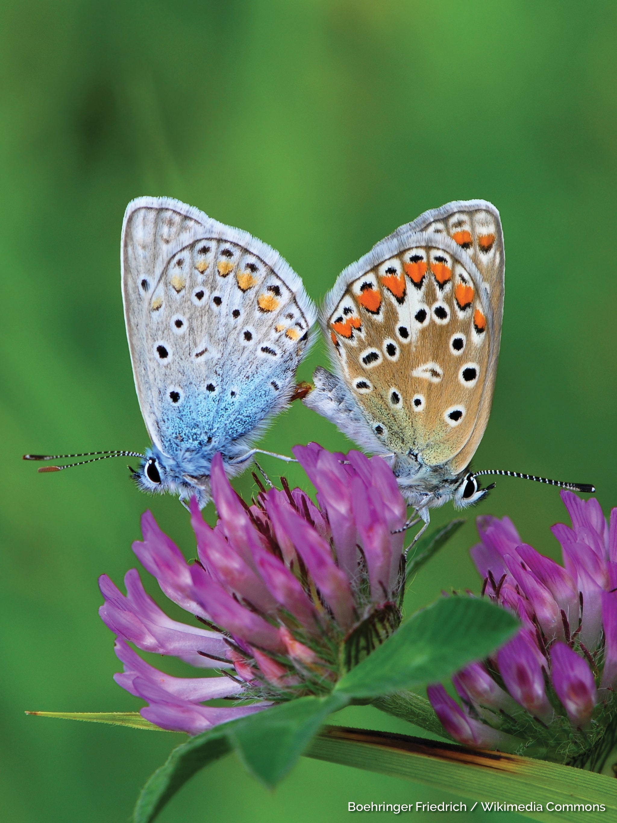 Tribute Gifts – Xerces Gift Center